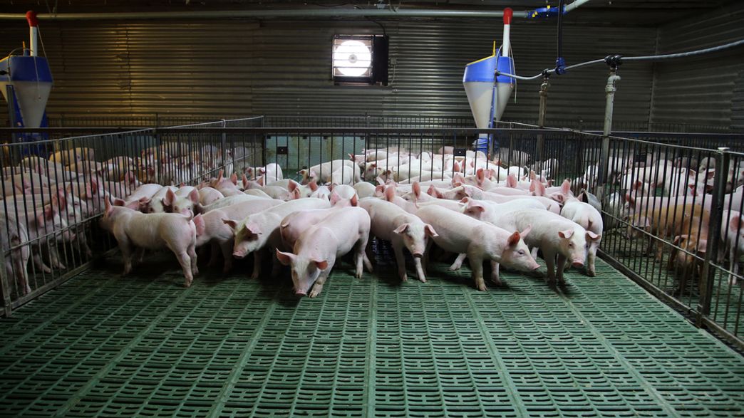 Gene-Edited Pigs Approved For Human Consumption In The US | IFLScience