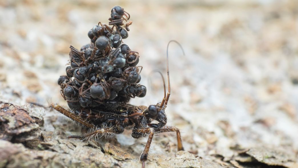 The Assassin Bug Wears Its Victims' Corpses As Camouflage | IFLScience