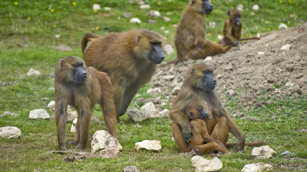 Baboons Have Different "Accents" Depending On Who They Hang Out With ...