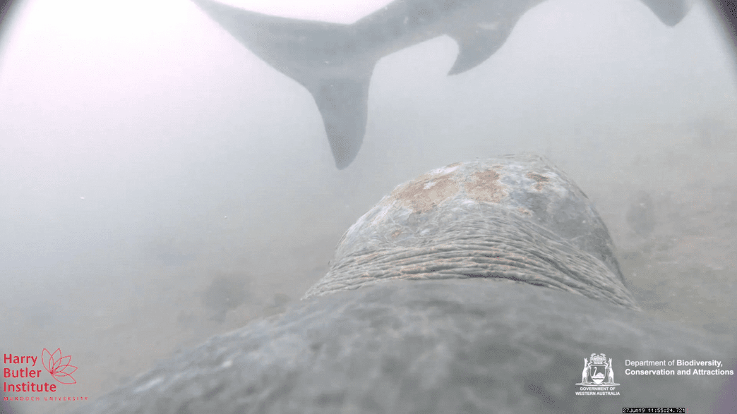 World-First Footage Shows How A Flatback Turtle Handles A Shark Attack ...