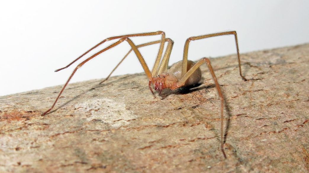 New-To-Science Spider Named After Leonard Cohen | IFLScience