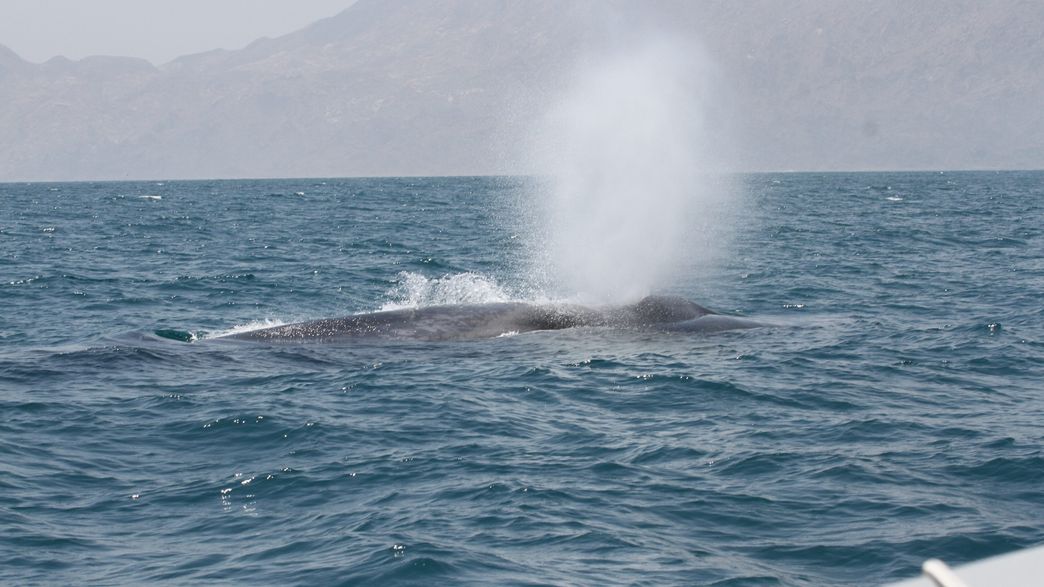 New Blue Whale Population In The Indian Ocean Identified By Unique Song ...