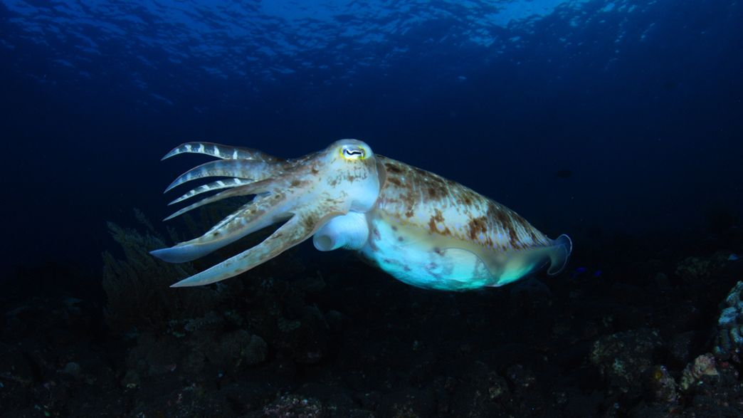 When Picking Dinner, Cuttlefish Can Make Some Complex Decisions ...