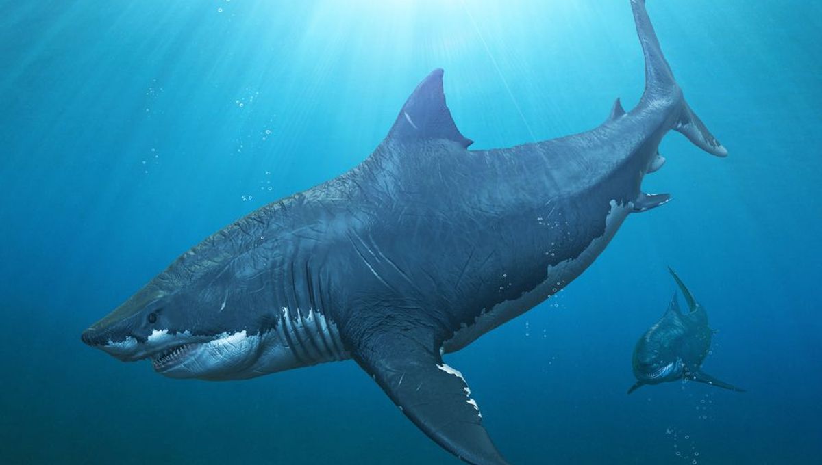 Megalodon Babies Were Larger Than Adult Humans And Cannibalized Their ...