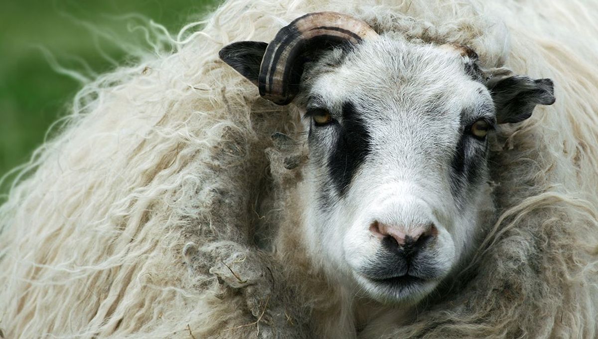 Breaking Baaad: Scientists Once Tested Taser Safety By Giving Sheep ...