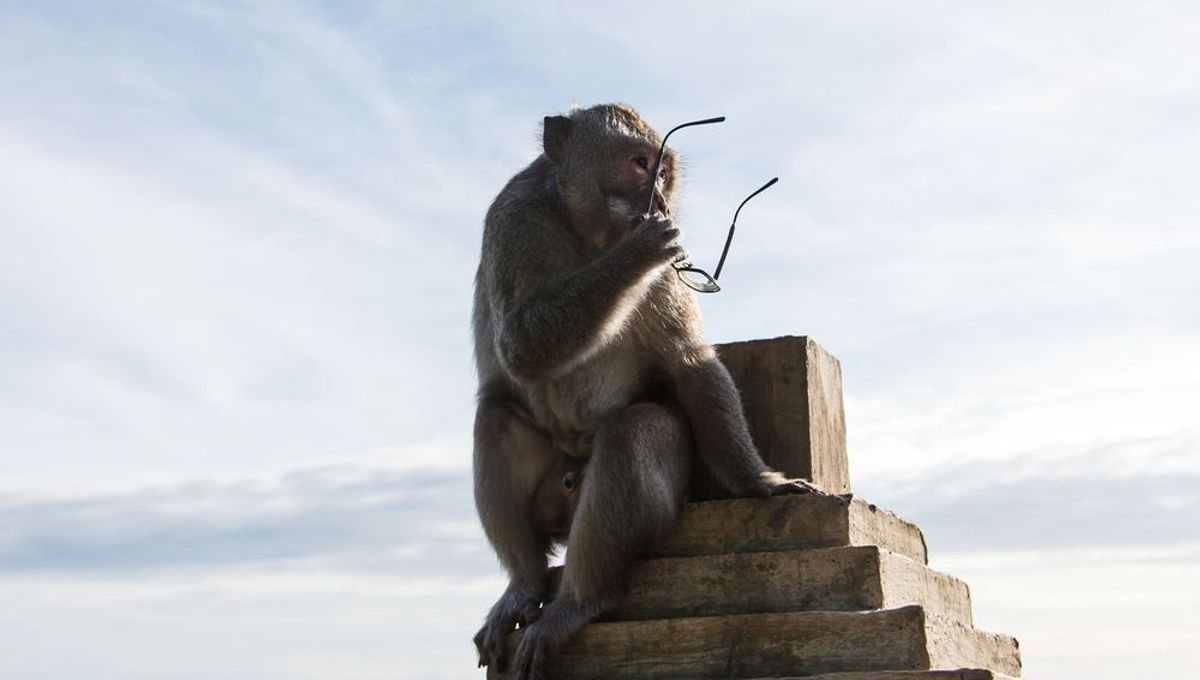 Bali’s Thieving Monkeys Knowingly Target The Most Lucrative Swag ...
