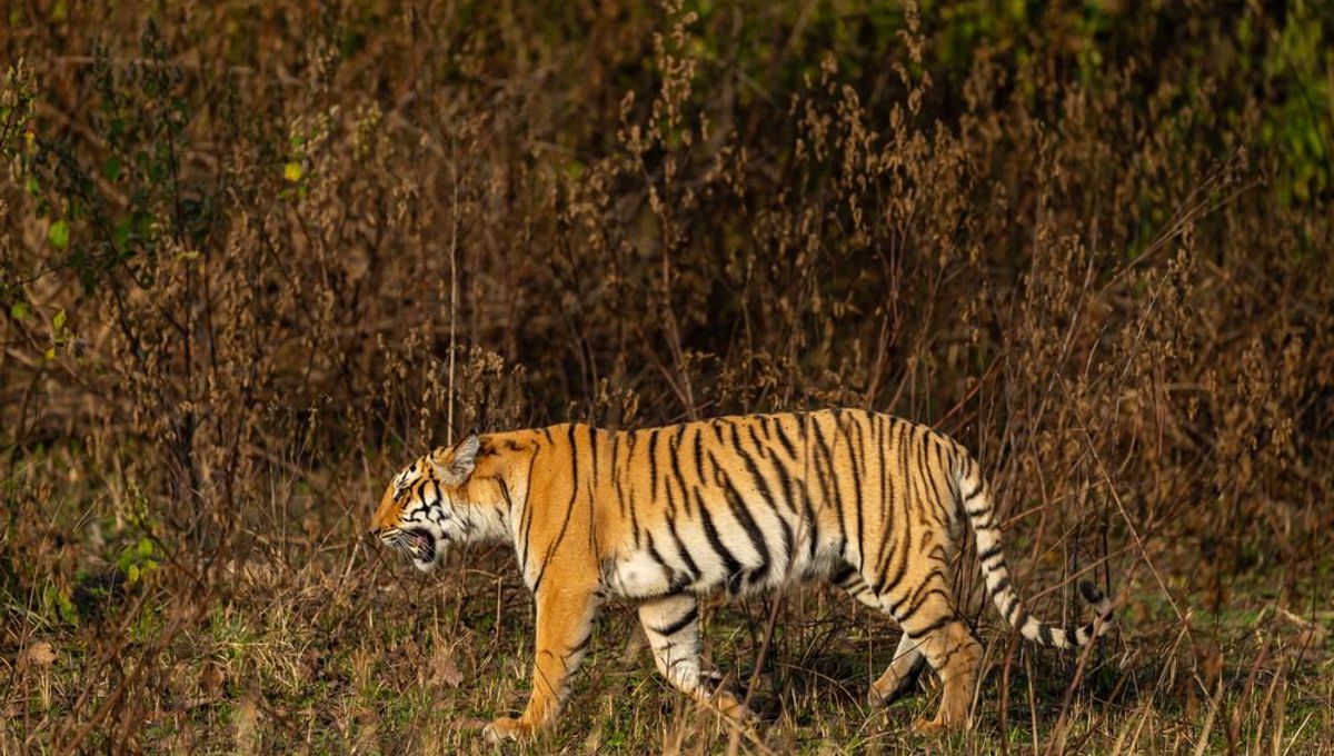 Watch As A Tiger Is Released Into Its New Home In India | IFLScience