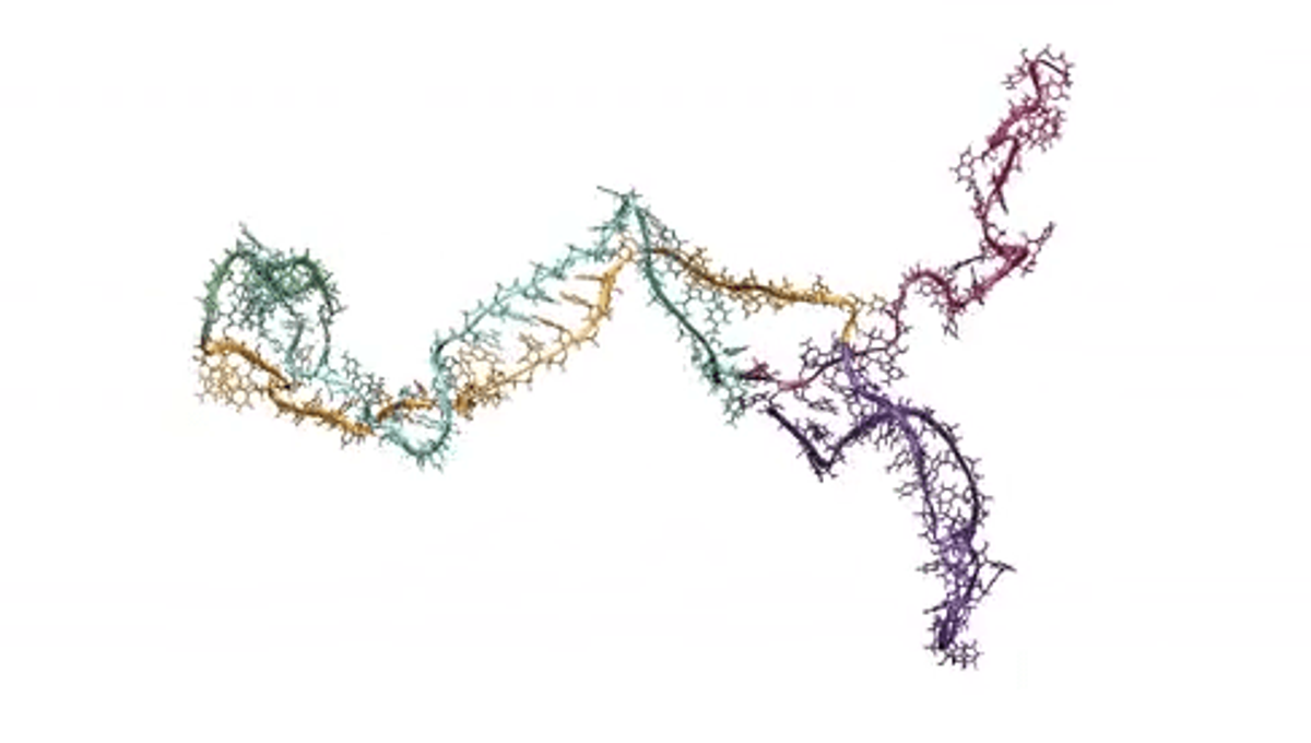 Amazing Videos Of RNA Folding Made By R2D2 Method | IFLScience