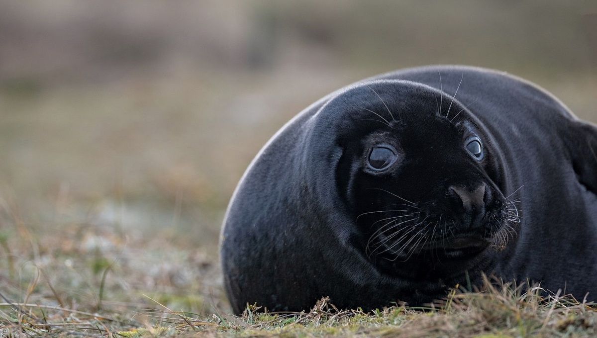 Stop What You're Doing And Look At These Velvety Melanistic Seal Pups ...