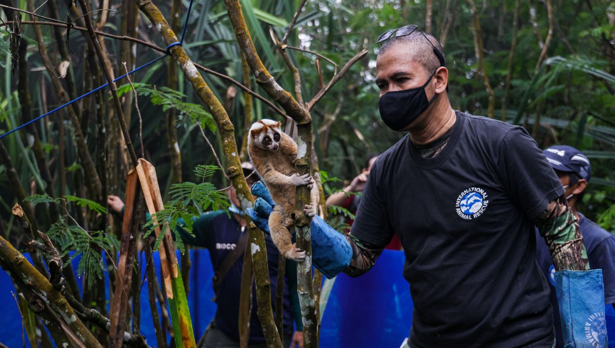 Watch These Rehabilitated Former Pet Slow Lorises Get Returned To The ...