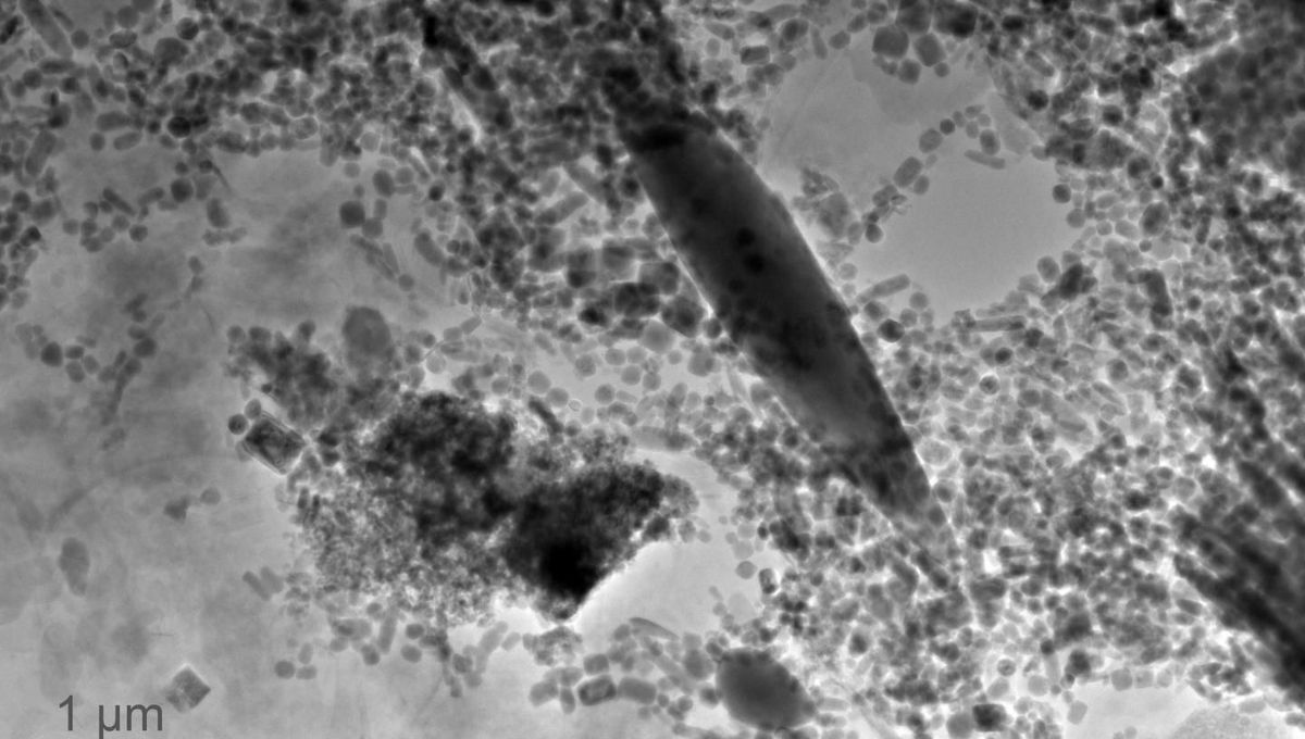 "Giant" Magnetic Bacterial Fossils Fill In Gaps In The Earth's Climate ...