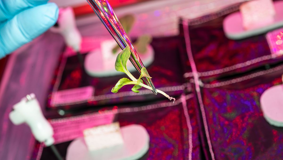 Astronaut Performs First-Ever Plant Transplant In Space | IFLScience