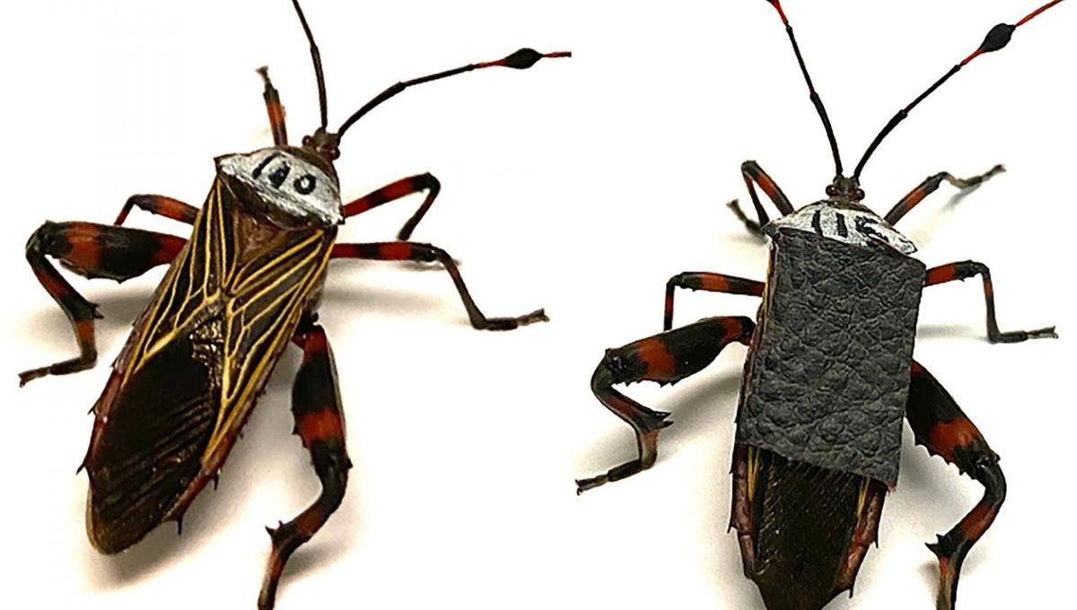 Leather-Clad Giant Bugs Battle Each Other In the Name Of Science ...