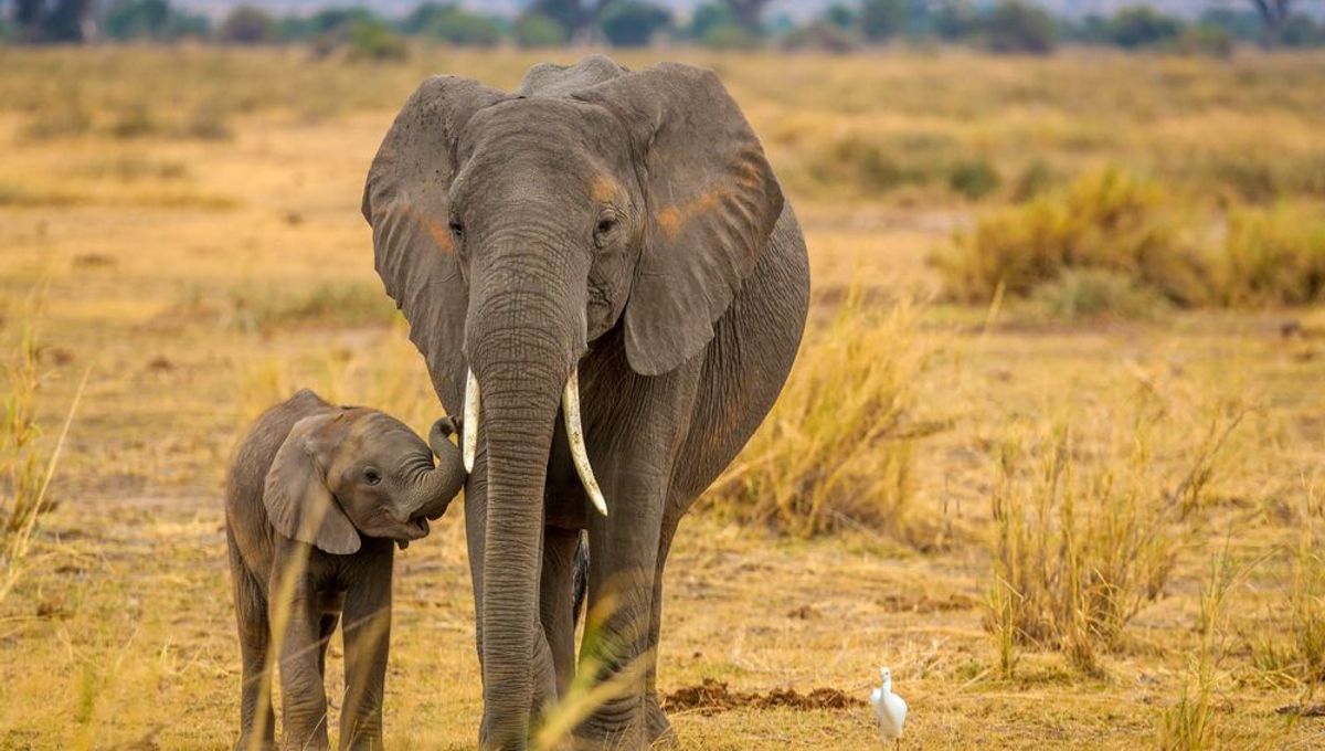 Elephants Have An Arsenal Of Genetic Defense Mechanisms To Fight Cancer ...