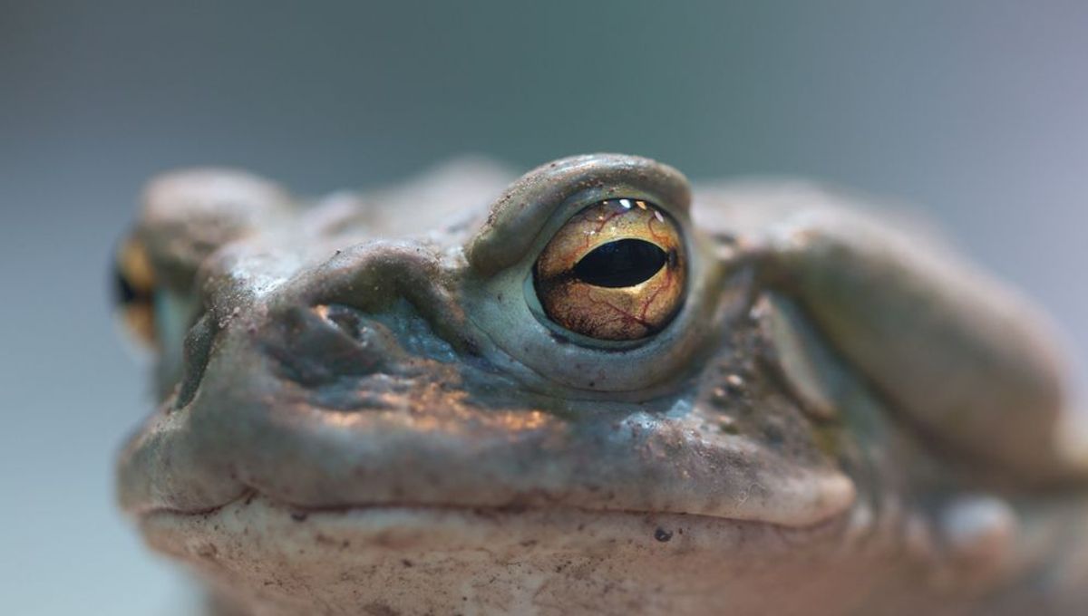 Stop Milking Toads To Get High, Say Conservationists | IFLScience
