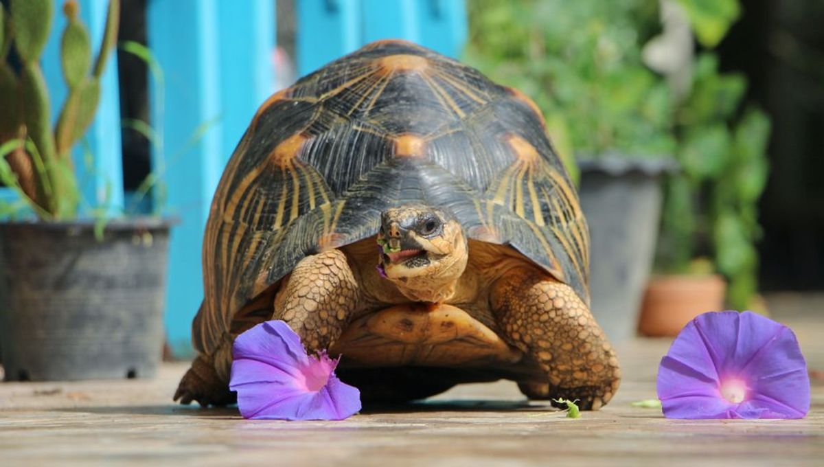 Check Out Turnip The Radiated Tortoise's Booty-Shaking Rain Dance ...