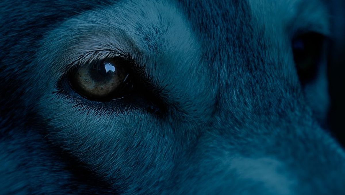 Bright Blue Dogs Spotted Roaming Abandoned Chemical Plant In Russia ...