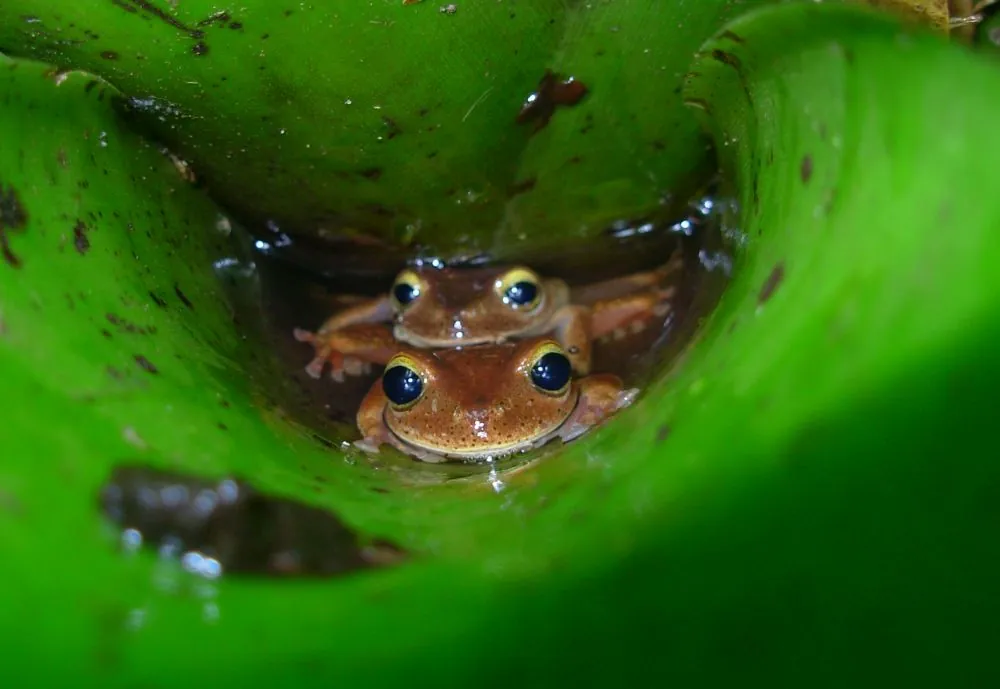 Green Tree Frog Tadpoles