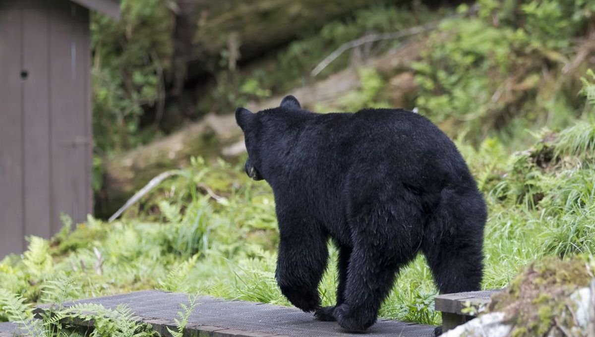 Woman Receives Bear Bite To The Bare Behind In Alaskan Outhouse ...