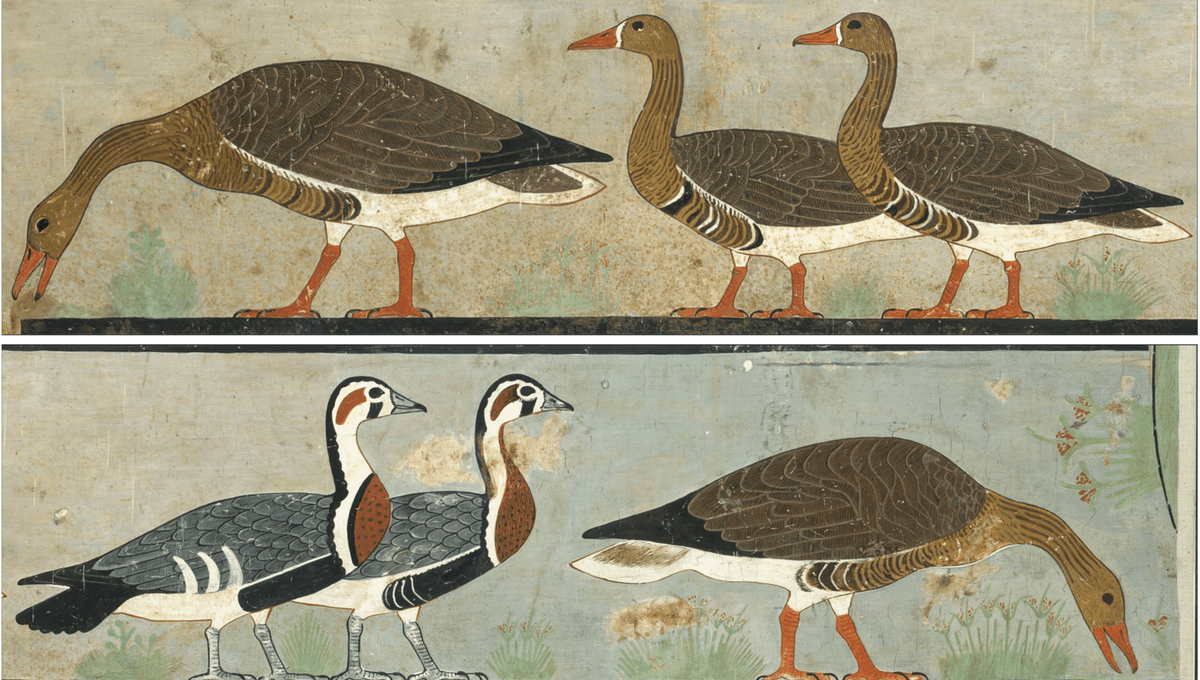 Extinct Species Of Goose Identified From “Egypt's Mona Lisa” | IFLScience