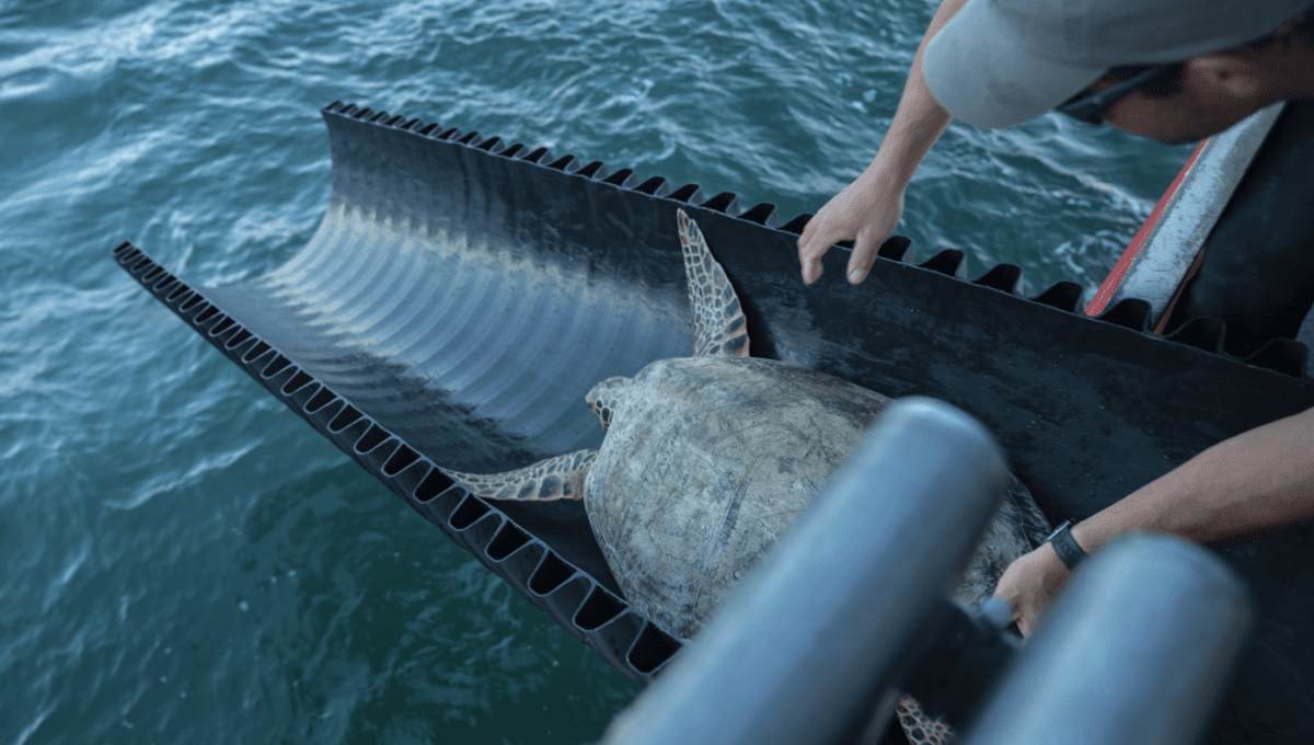 Watch Turtles Rescued In Texas Returning To The Wild On A Slide ...