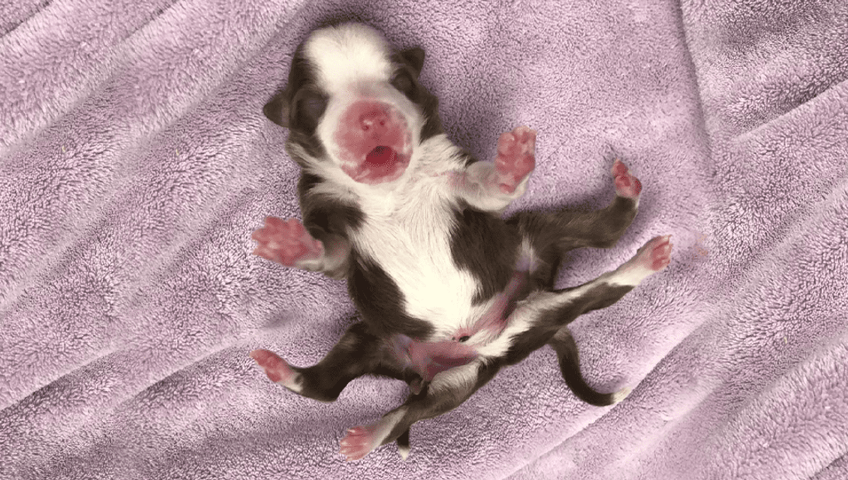 Six-Legged “Miracle” Puppy Born During Oklahoma Snowstorm Is Totally ...