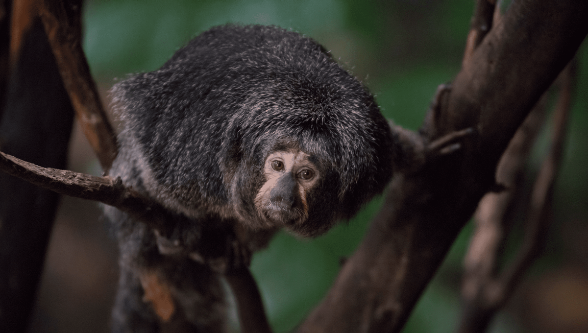 Amazon Prime-Ate: Monkeys Get Their Own On-Demand TV To Stream So They Don’t Get Bored | IFLScience