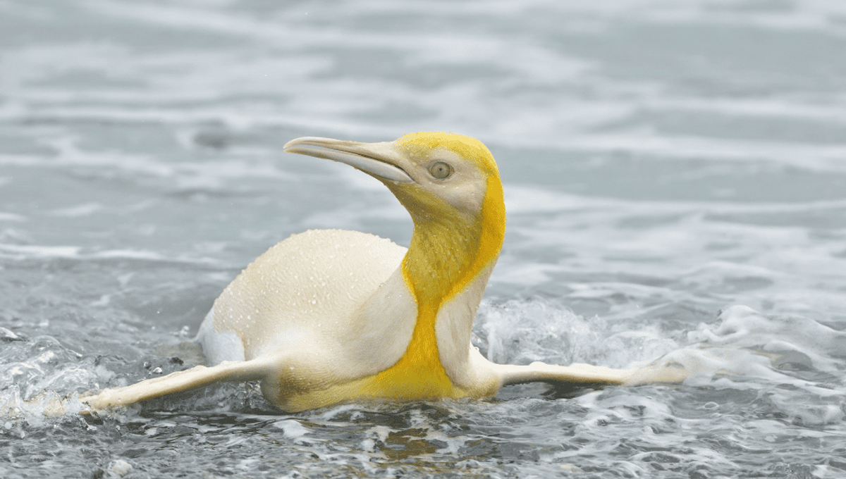 Leucism Or Albinism? Incredibly Rare Yellow Penguin Has Scientists ...