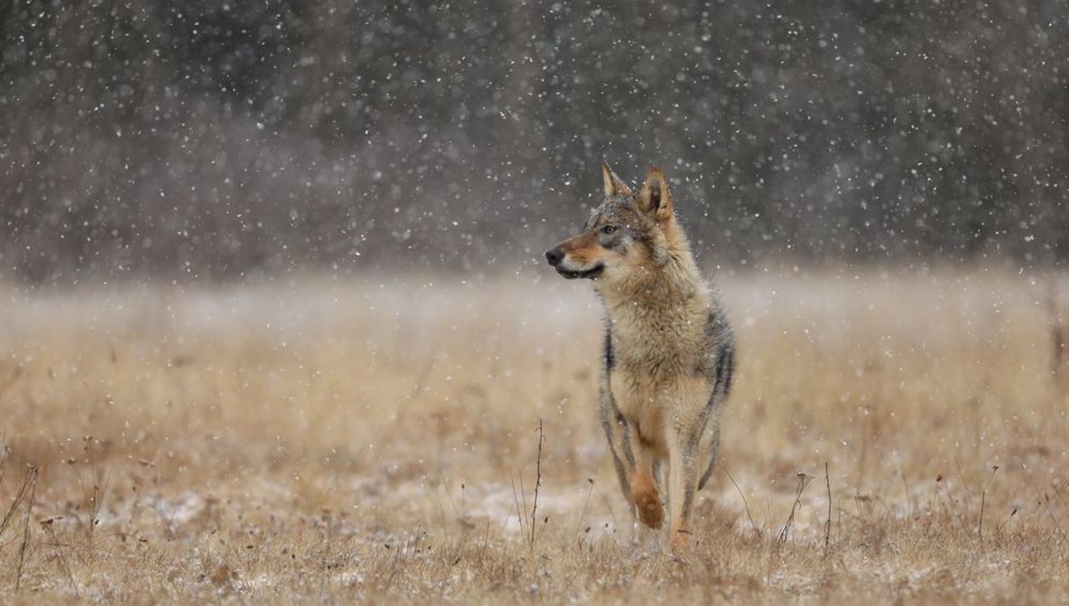Lone Wolf Makes Record Journey From Oregon To California | IFLScience