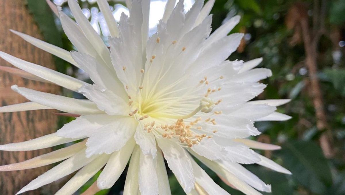 Watch This Incredibly Rare Time-Lapse Of A Moonflower That Only Blooms ...