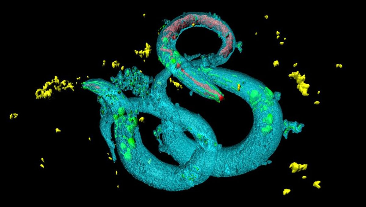 How Do Eyeless Worms Know To Avoid The Color Blue? | IFLScience