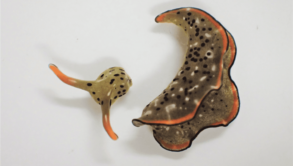 These Self-Decapitating Sea Slugs Can Regrow An Entire Body On Their ...