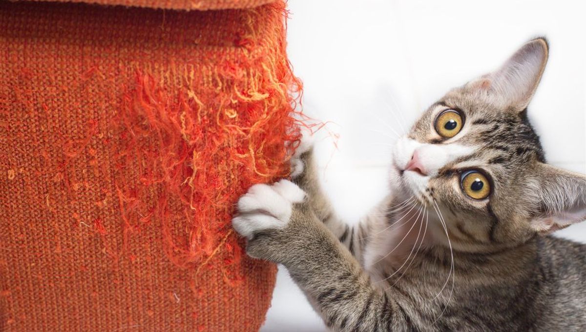 Is Cat-Scratch Disease Linked To Schizophrenia? A Pilot Study Suggests ...