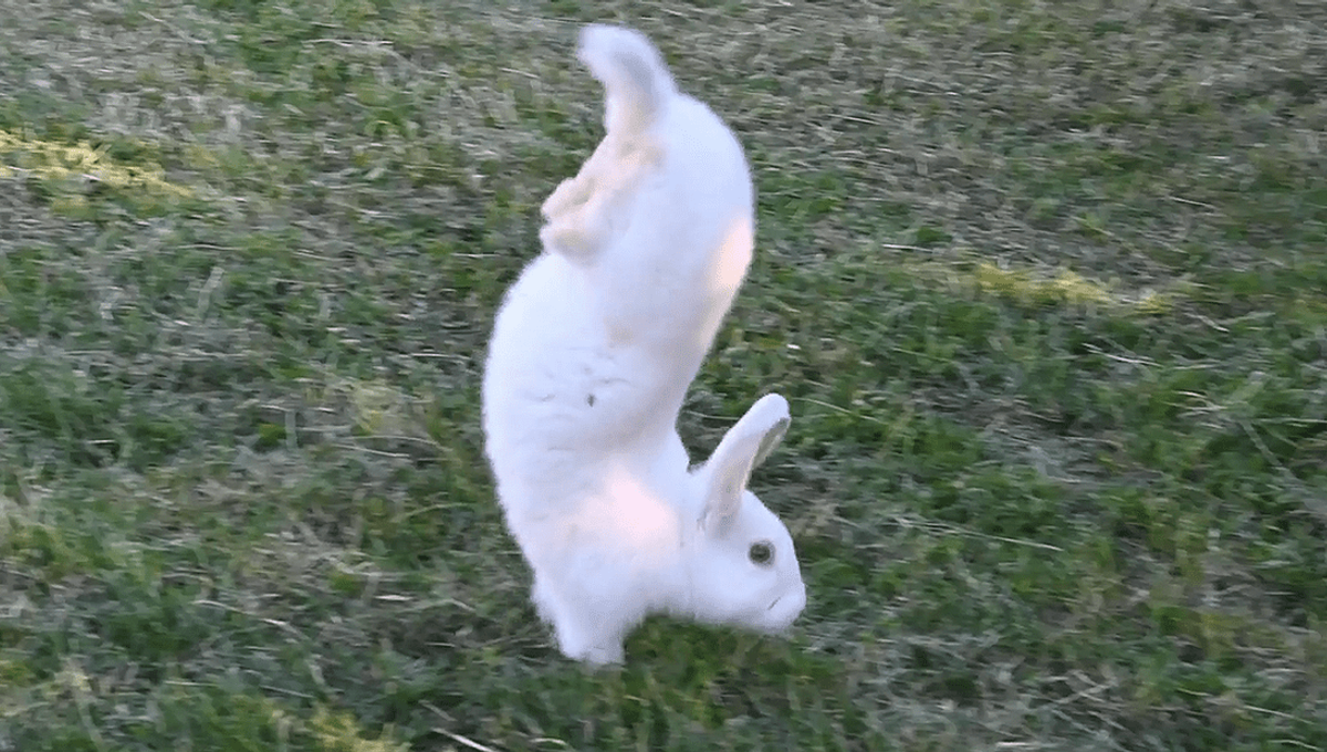 Handstanding Rabbits Reveal There's A Key Gene That Gives The Bunny Its ...
