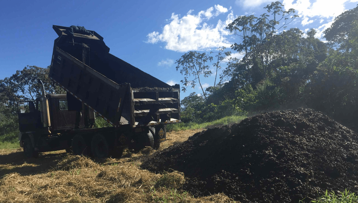Recovering Rainforests Given An Extra Pick-Me-Up With Coffee Pulp ...