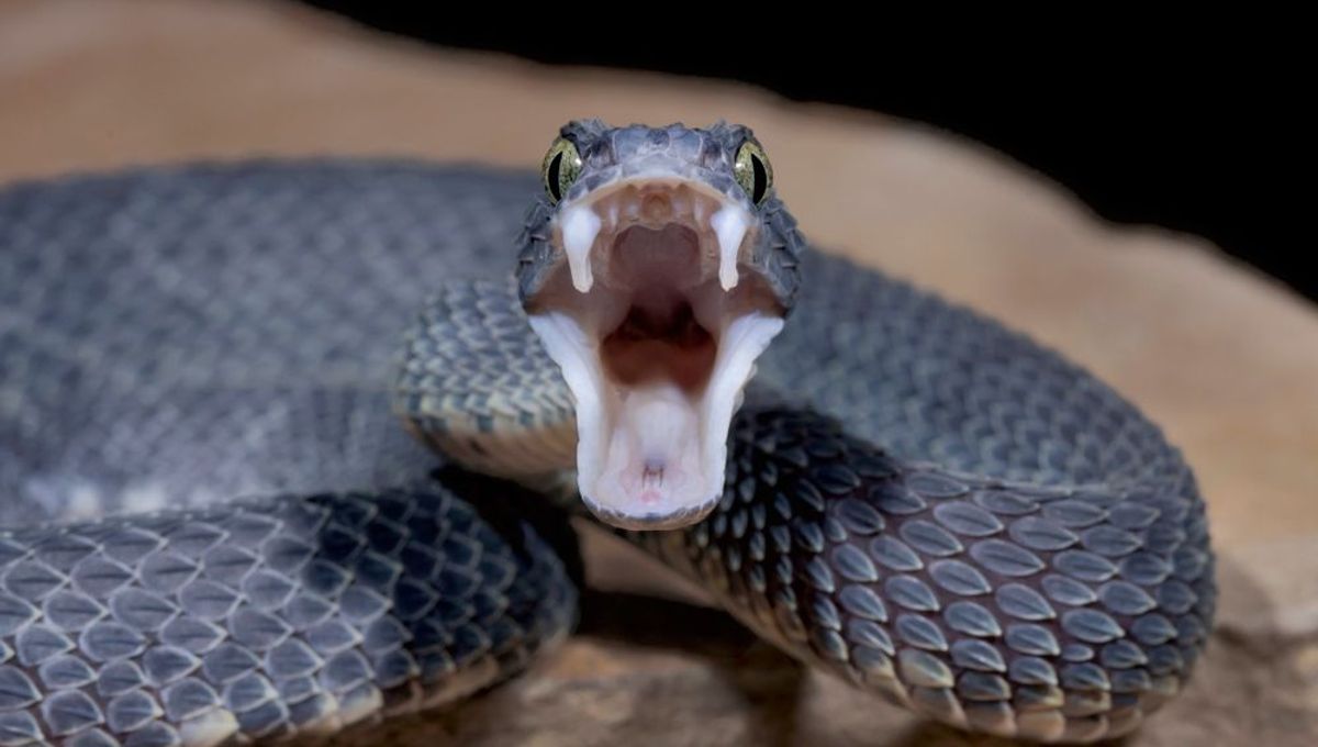 Humans Have Genes That Support The Production Of Oral Venom | IFLScience