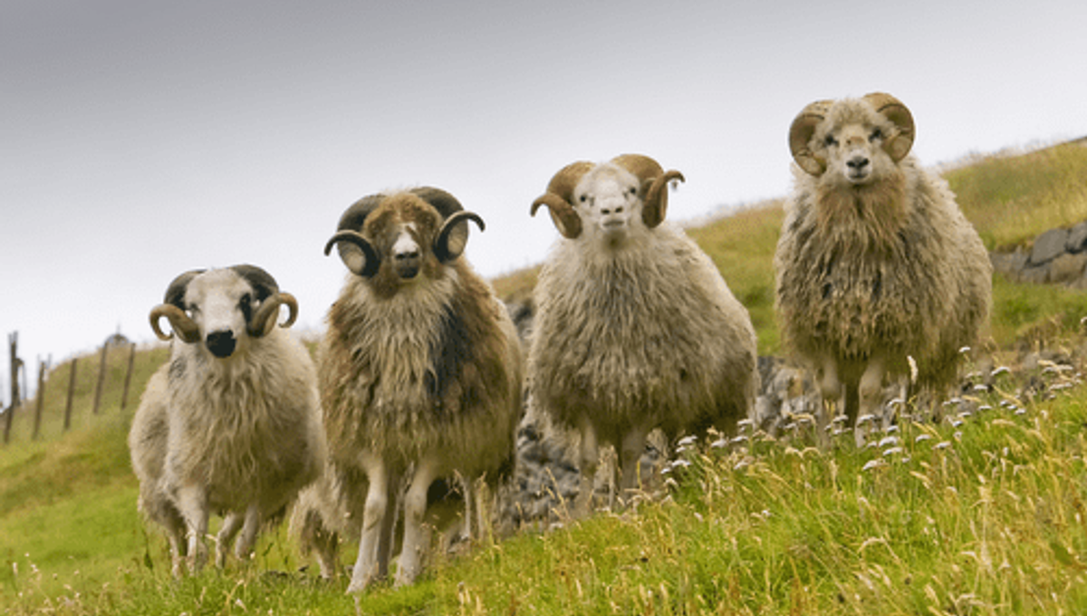 Nice Guys Come First If Female Sheep Get To Choose | IFLScience