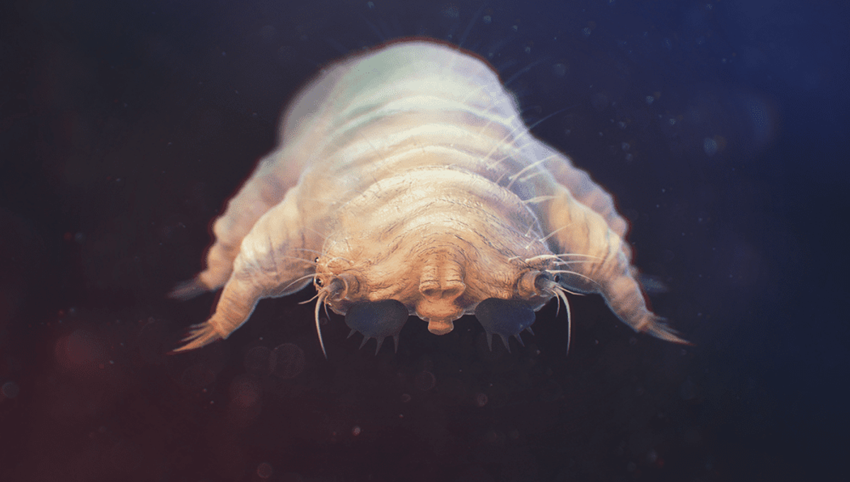 You're Never Alone With Face Mites, Tiny Arachnids That Live In Your ...