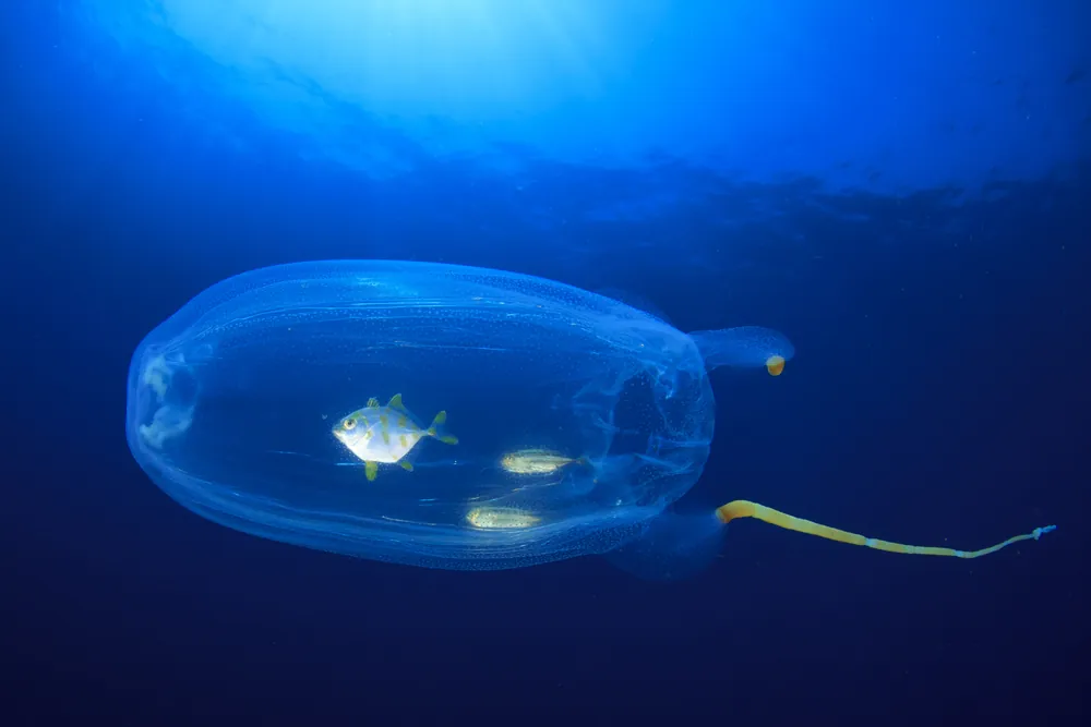 Jellyfish With Fish Inside