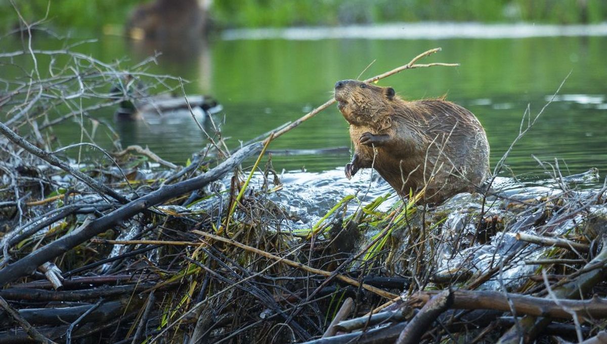 Nibbling Beaver Causes Internet Outage In A Very Canadian Turn Of ...