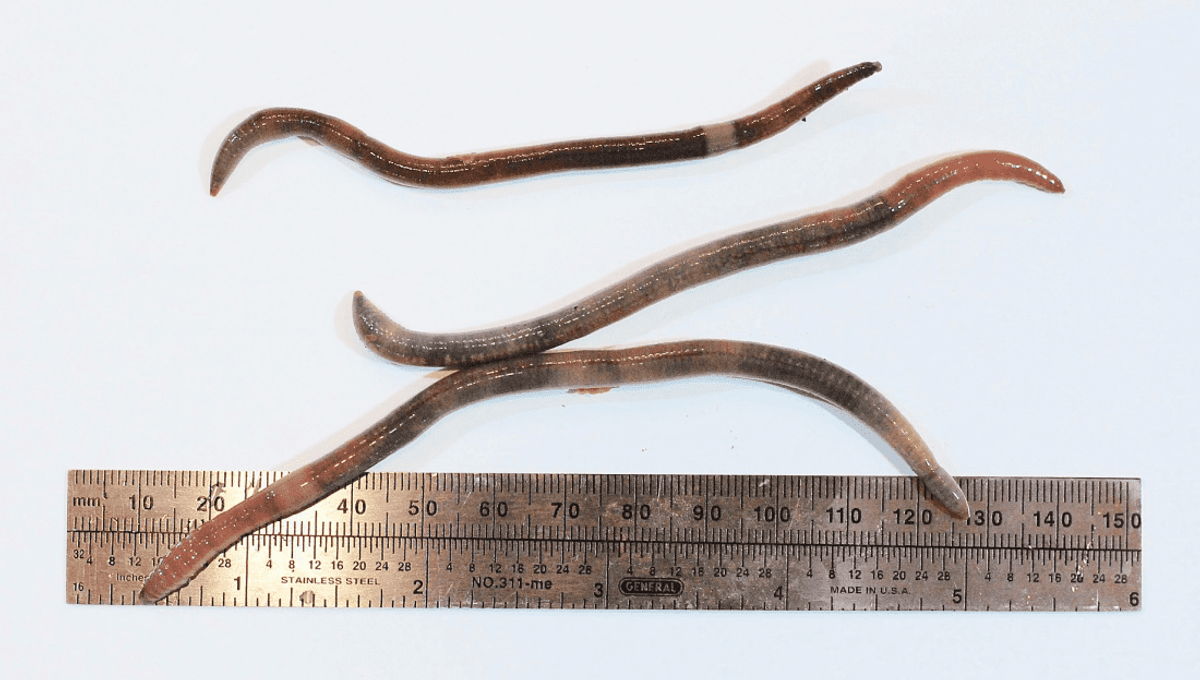 Crazy Worms That Leap Out Of Your Hand Are Currently Invading America ...