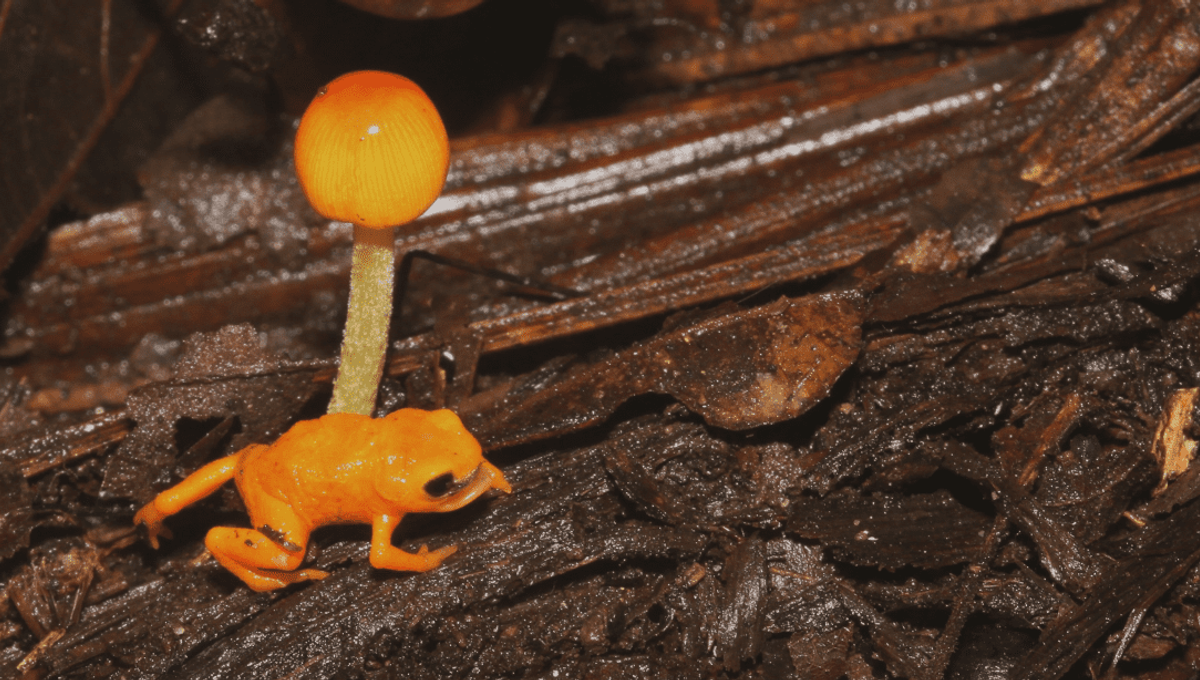 Tiny New Species Of Pumpkin Toadlet Packs Some Seriously Deadly Poison ...