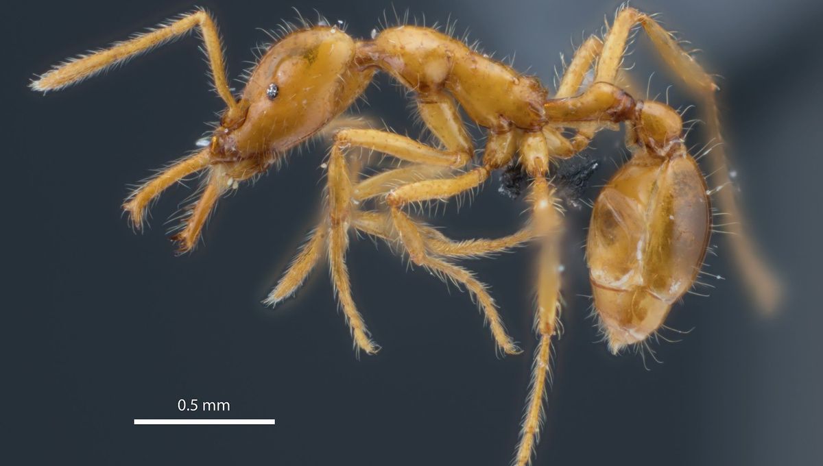 Newly Described Ant Species Becomes First Named To Honor Gender ...