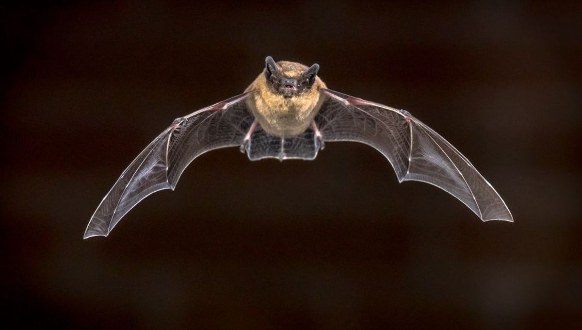 Can I Be Batman? Humans Can Train To Use Bat-Like Echolocation, Study ...