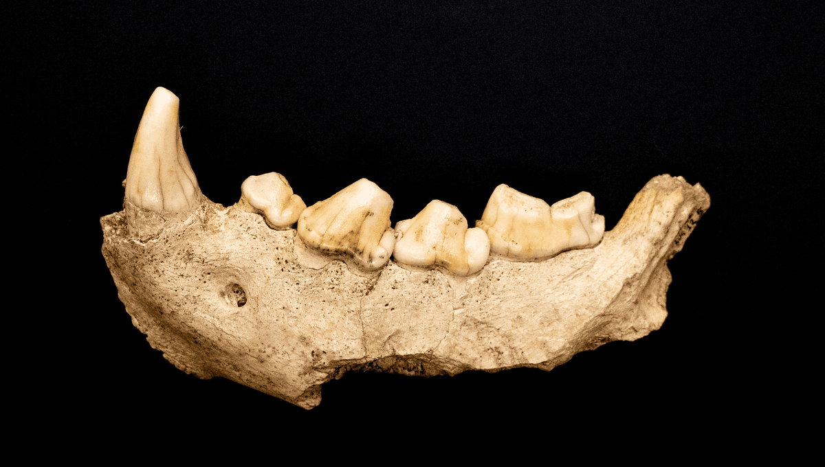Remains Of Nine Neanderthals Eaten By Hyenas Found In Italian Cave ...