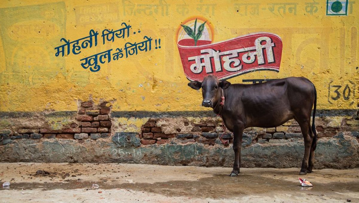 Doctors In India Warn Against Using Cow Poo As COVID-19 Cure | IFLScience