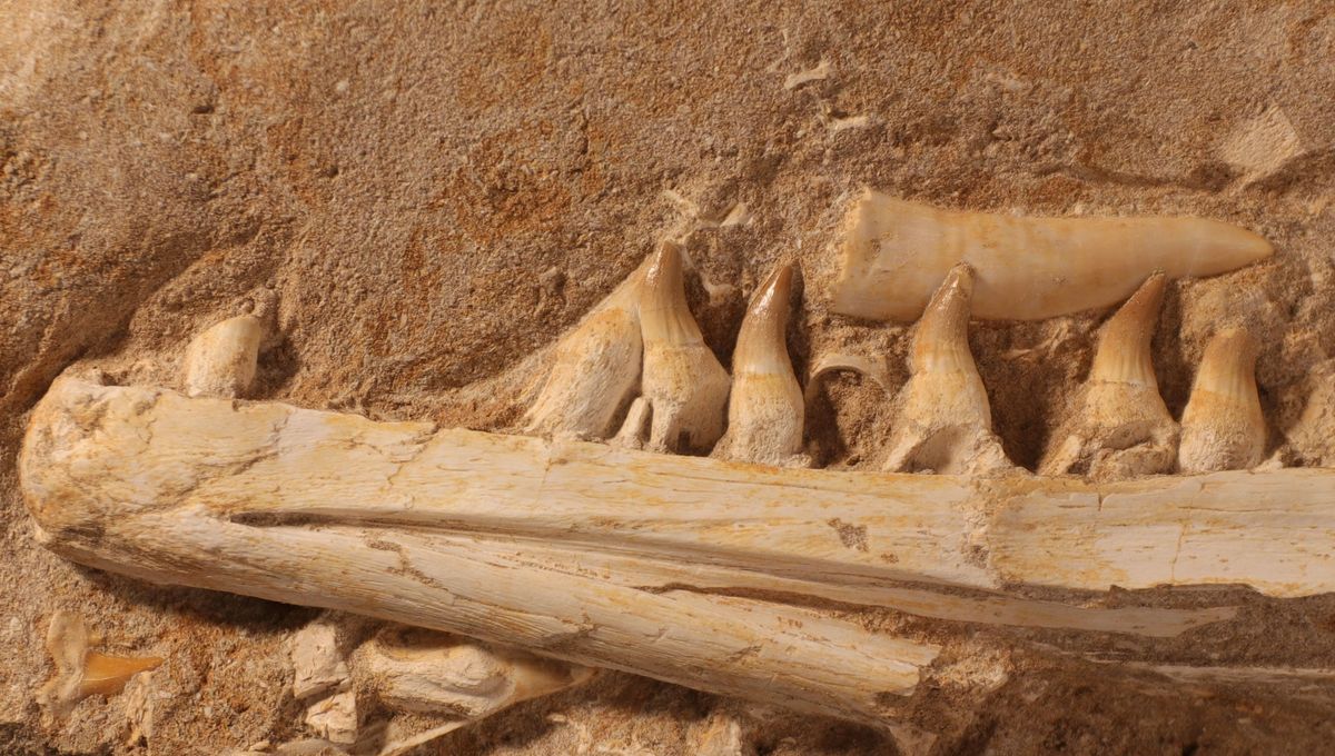 New Giant 8-Meter Mosasaur Offers Snapshot Of Most Dangerous Ecosystem ...