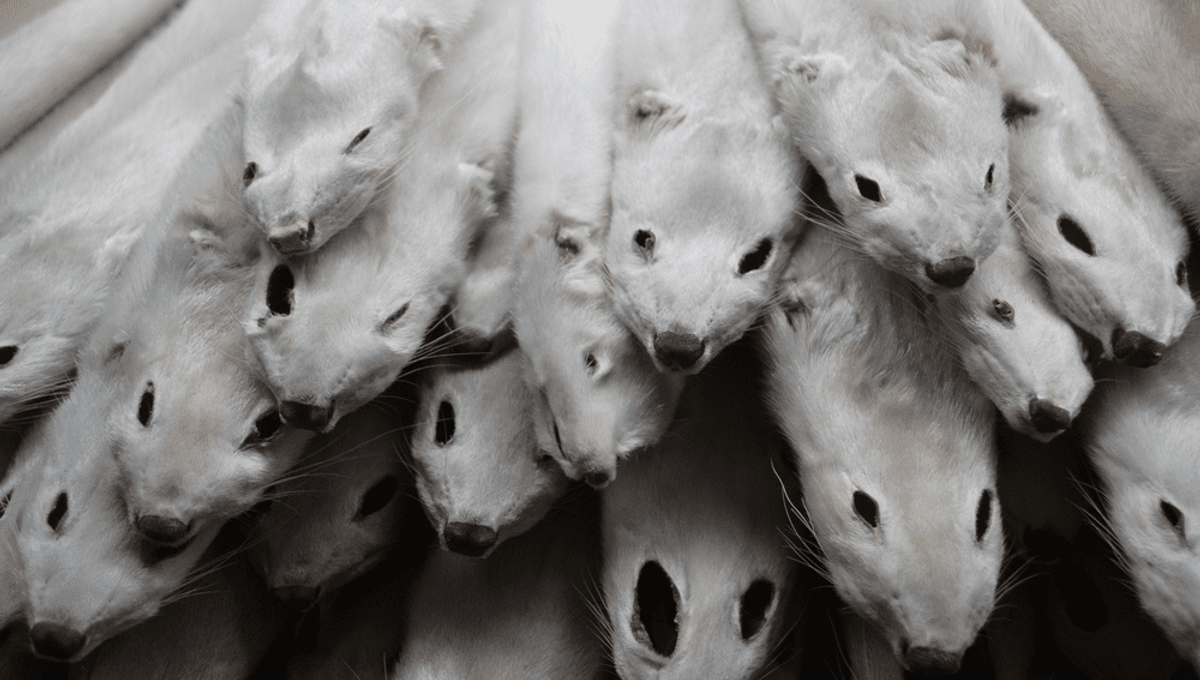 Denmark To Incinerate 4 Million Mink Rising From The Grave Following ...