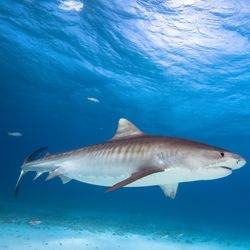 Shark News, Articles | IFLScience