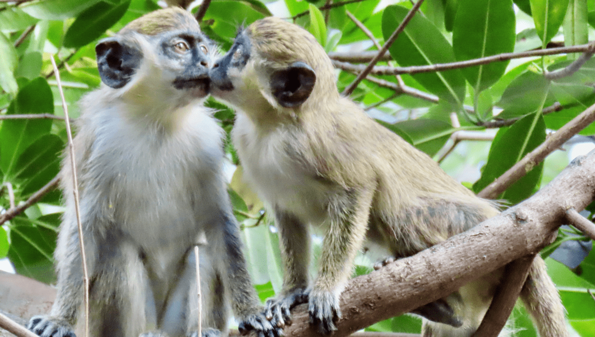 Farm Escape Confirmed As Origin Of Peculiarly Placed Vervet Monkeys In ...